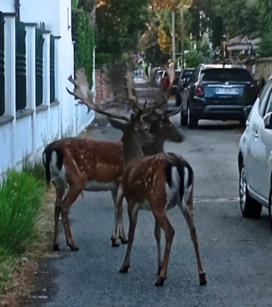 Daini tra la lecceta e viale Castellammare - Fregeneonline.com Cronaca