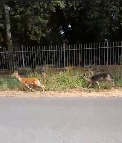 Daini agli incroci principali VIDEO - Fregeneonline.com Cronaca