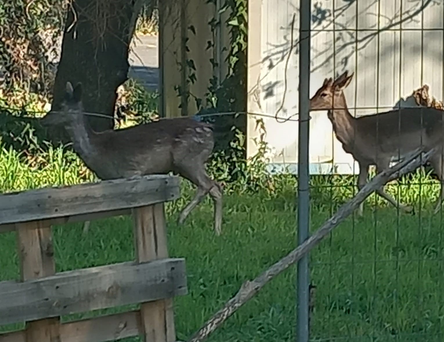 Daini sempre più vicini alle abitazioni - Fregeneonline.com Cronaca